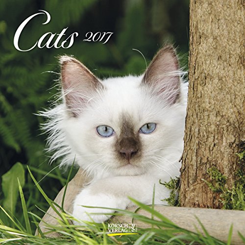 Calendar 2017 - Cats - Korsch Verlag