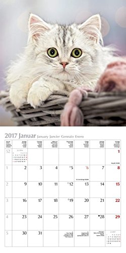Calendar 2017 - Cats - Korsch Verlag
