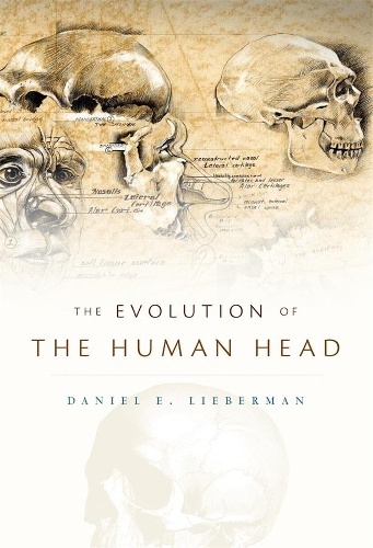 Evolution of the Human Head - Daniel E. Lieberman