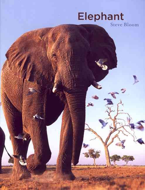 Elephant - Steve Bloom