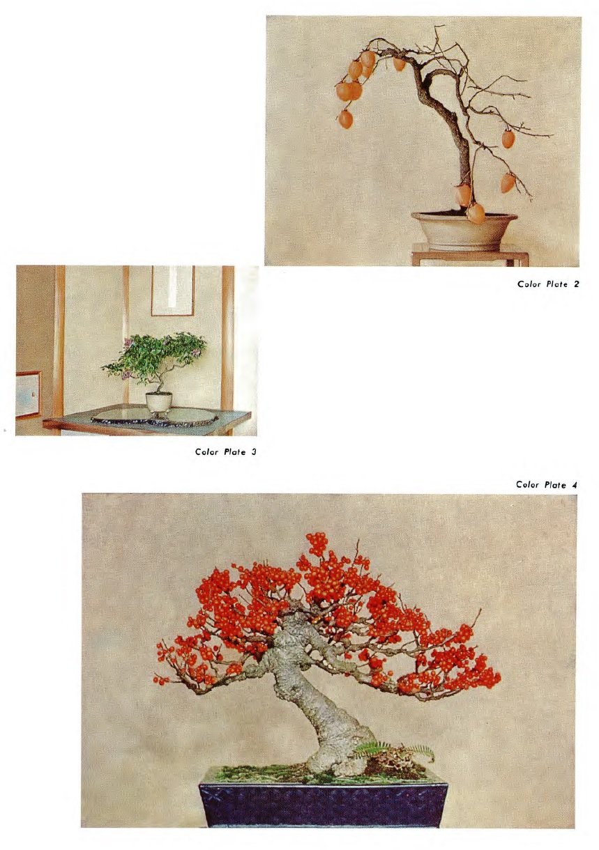 The Art of Bonsai - Yuji Yoshimura