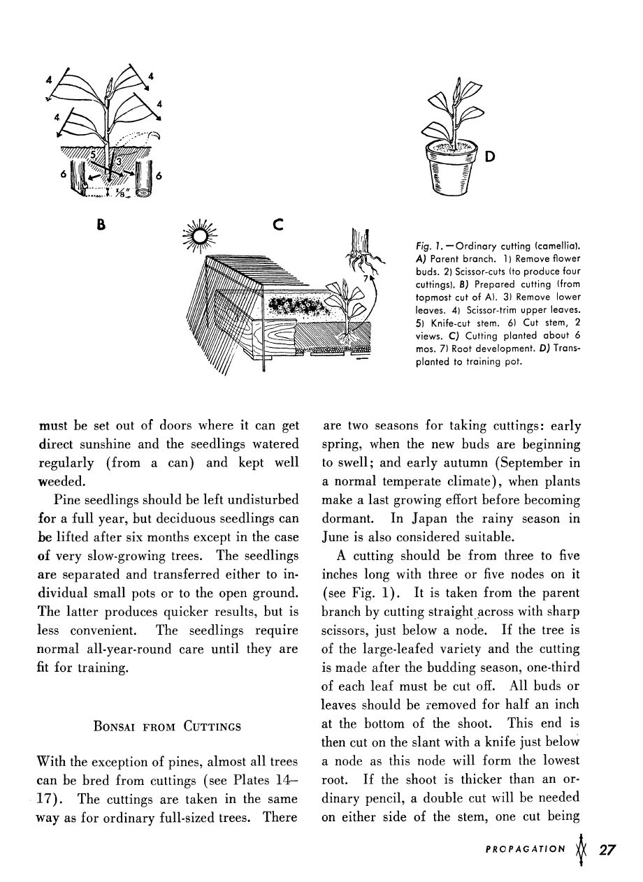 The Art of Bonsai - Yuji Yoshimura