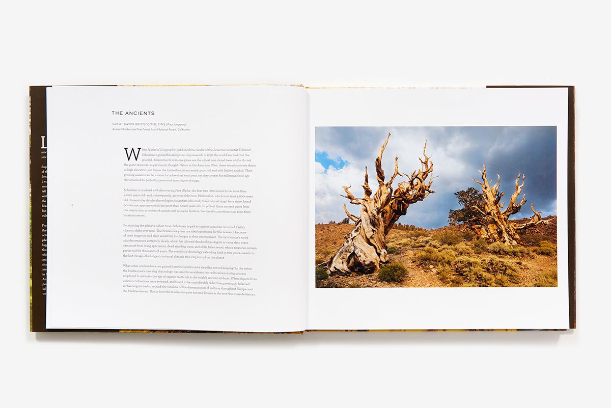 Wise Trees - Diane Cook, Len Jenshel