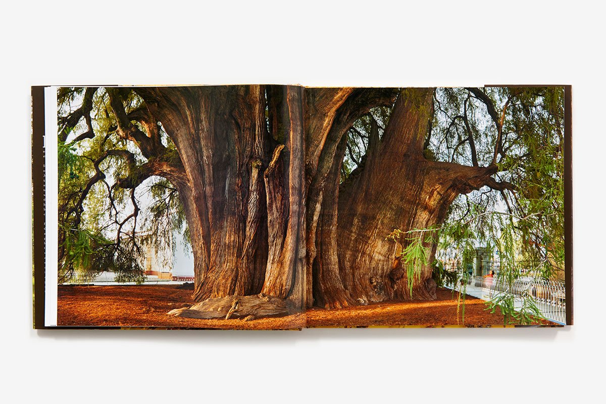 Wise Trees - Diane Cook, Len Jenshel