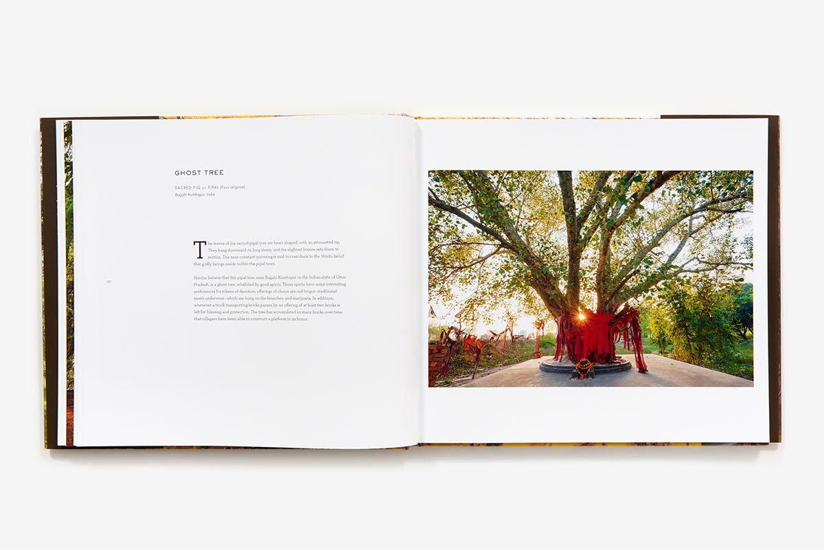 Wise Trees - Diane Cook, Len Jenshel