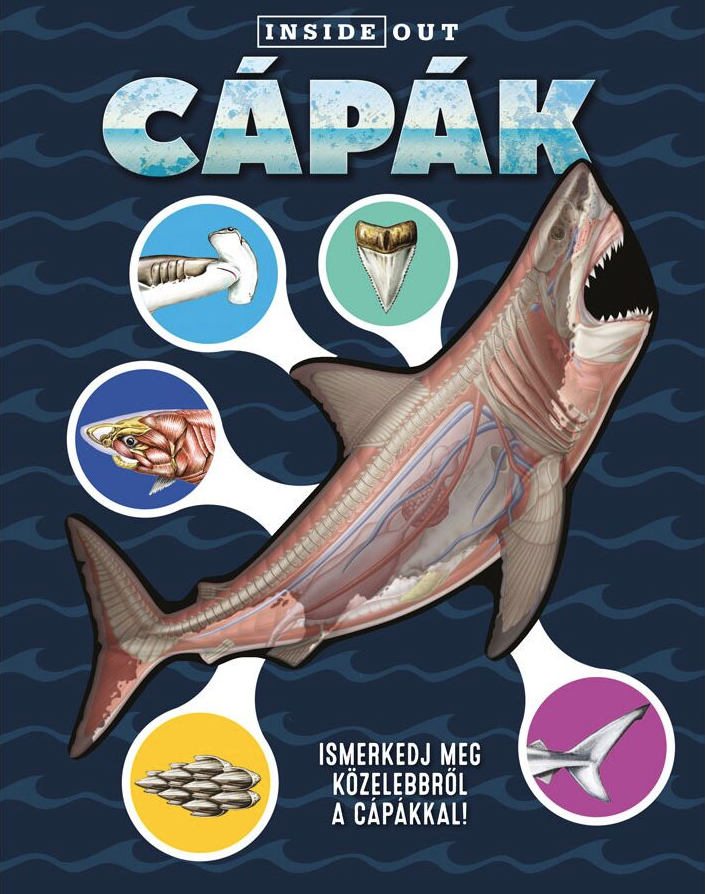 Capak - Sophia Willmann