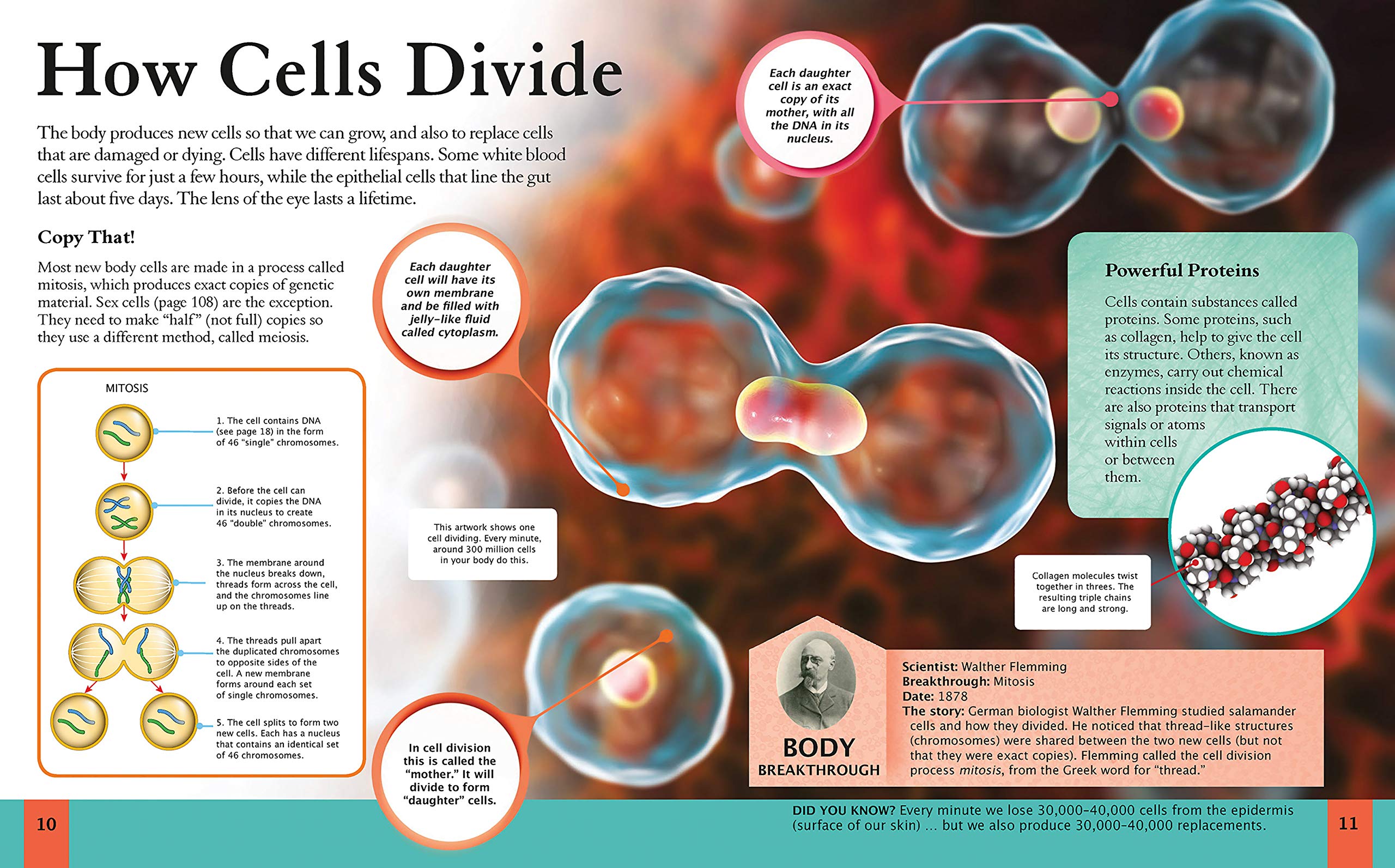 Children s Human Body Encyclopedia Clare Hibbert children-s-human-body-encyclopedia-clare-hibbert