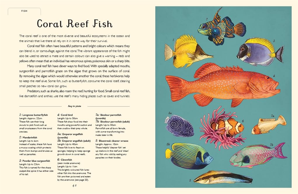 Oceanarium - Junior Edition - Loveday Trinick