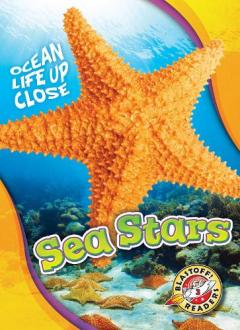 Sea Stars - Rebecca Pettiford