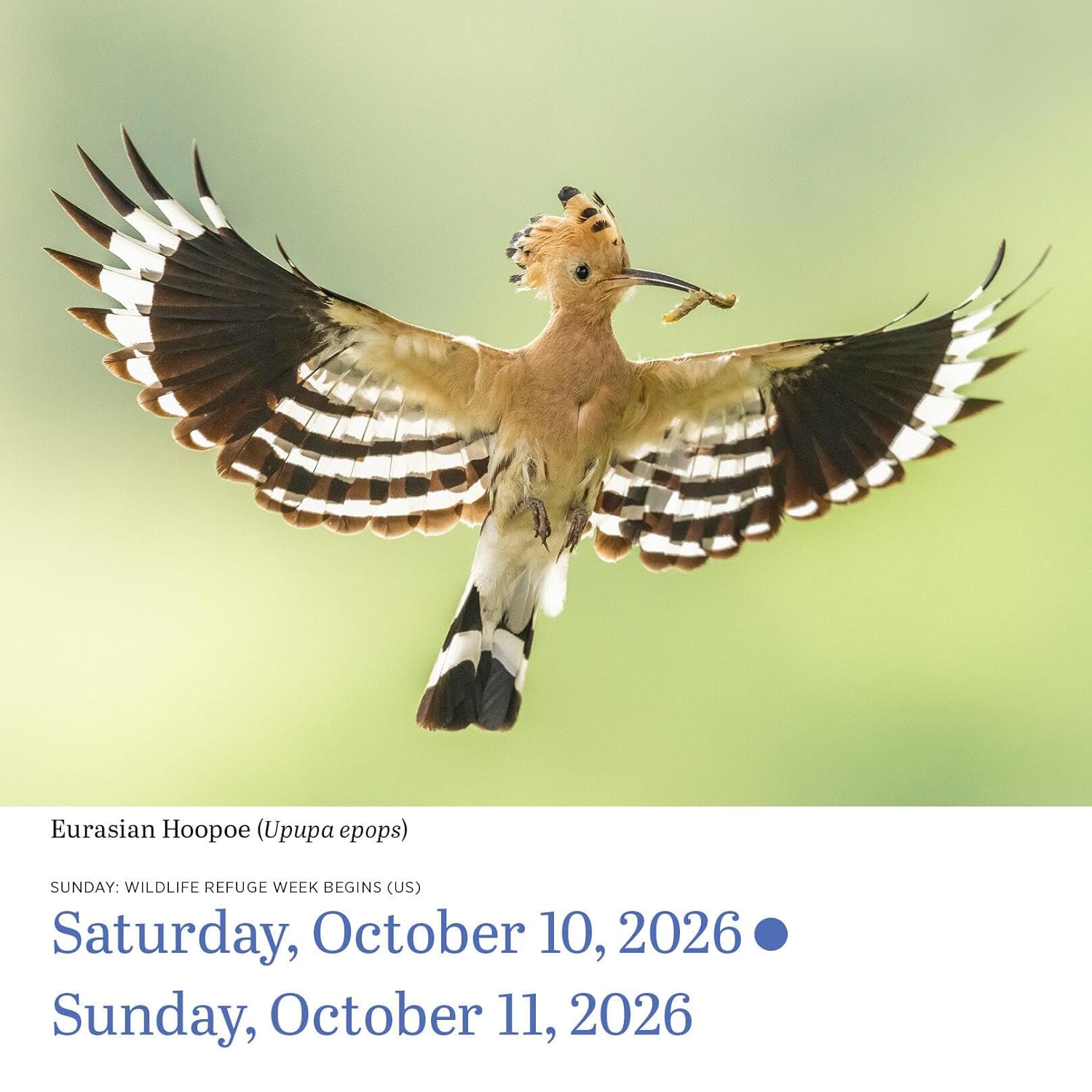Calendar 2026 - Birds Page-A-Day - Workman Calendars