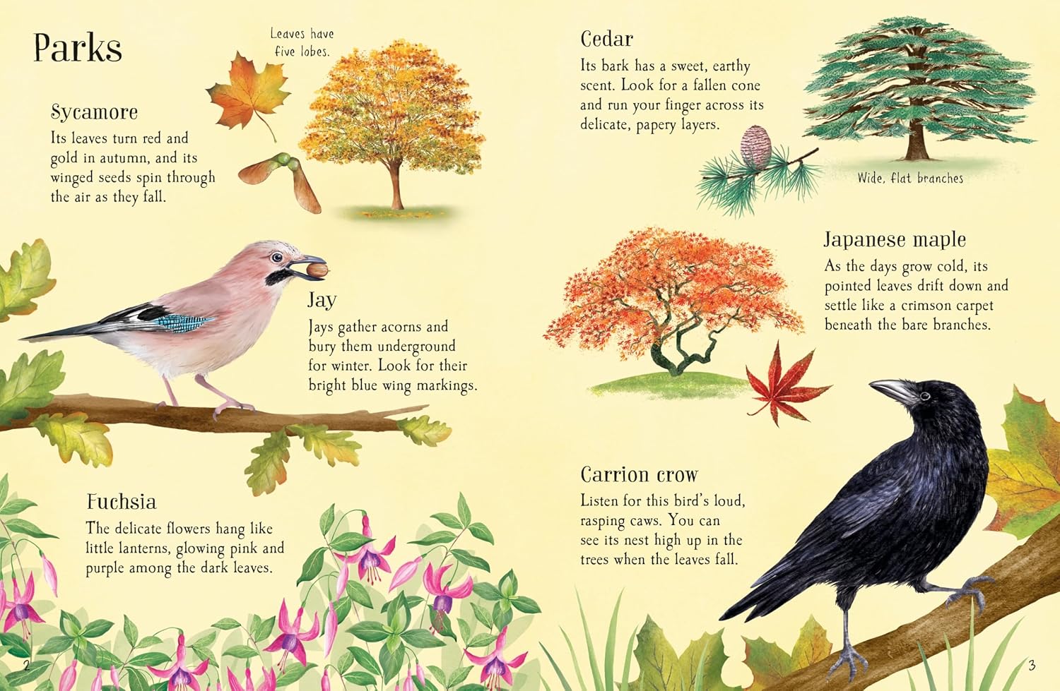 Things to Spot in Autumn - Simon Tudhope