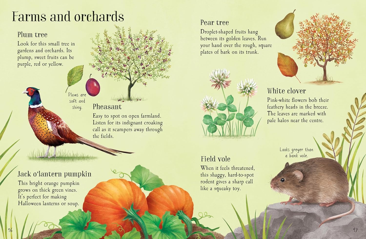 Things to Spot in Autumn - Simon Tudhope