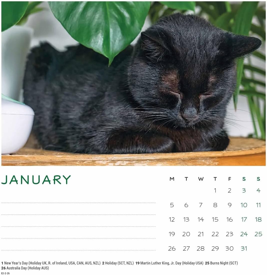 Calendar 2026 - Cat Naps - Carousel