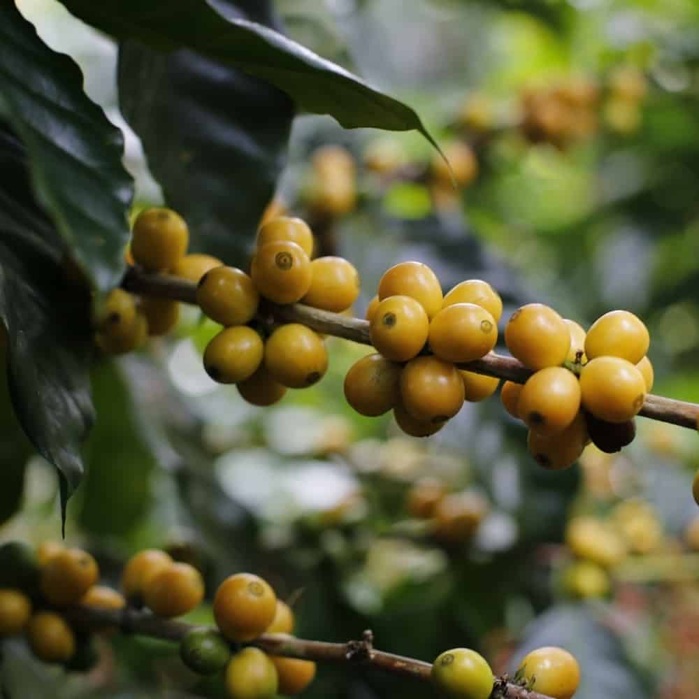 Cafea boabe - Nicaragua Santa Maria Natural - Uzina Coffee