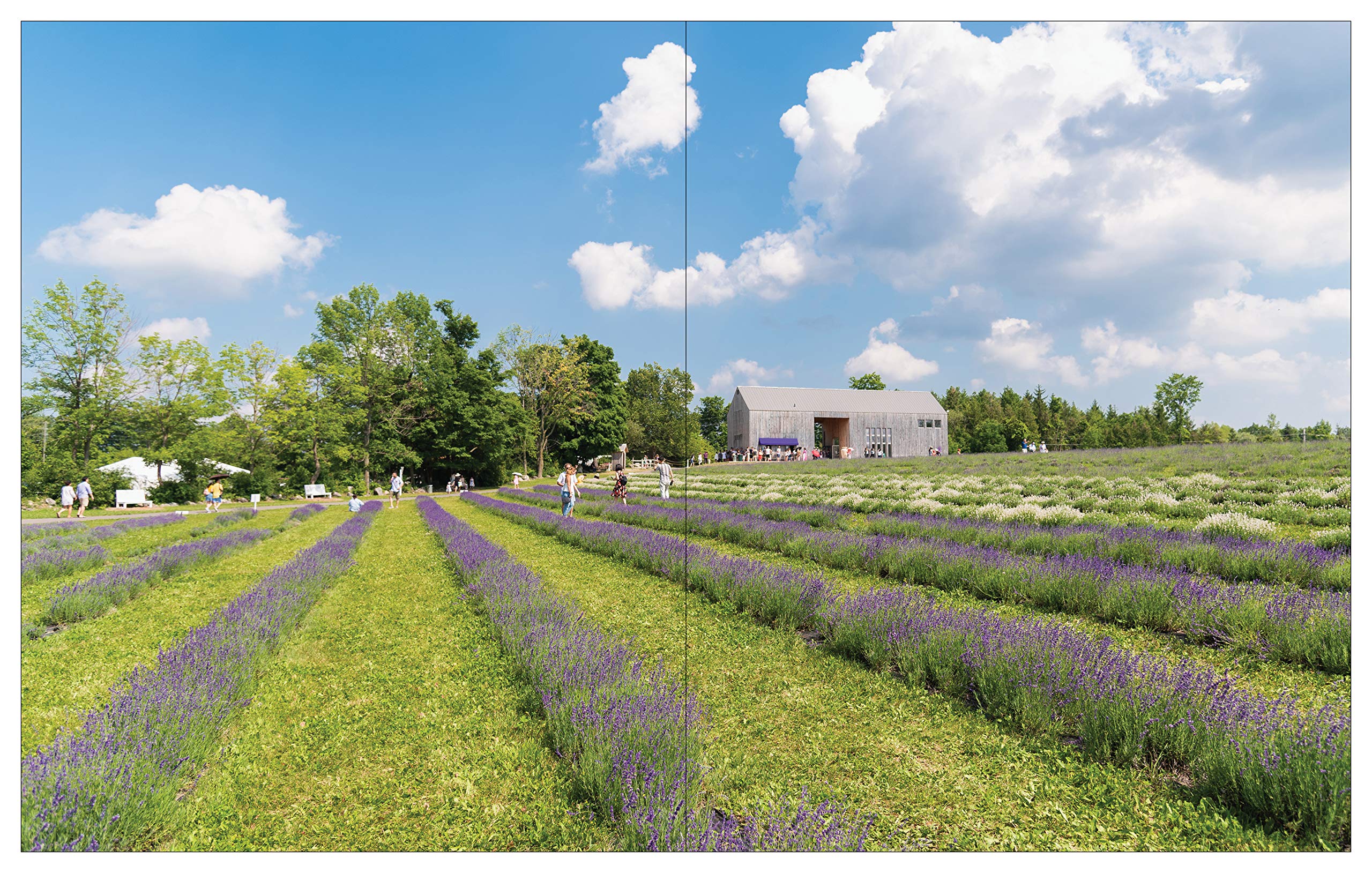 The New Farm - Daniel P. Gregory