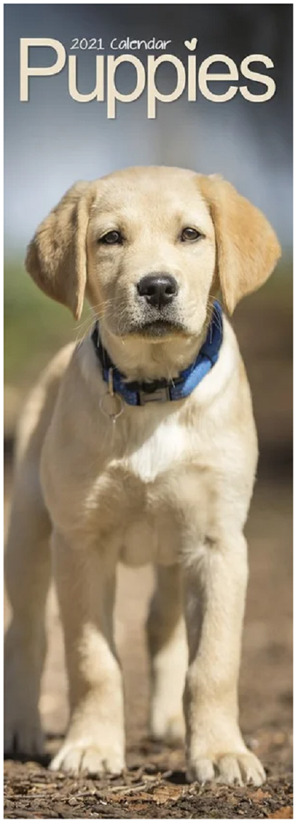 Calendar 2021 - Puppies - Slim - Avonside Publishing Ltd